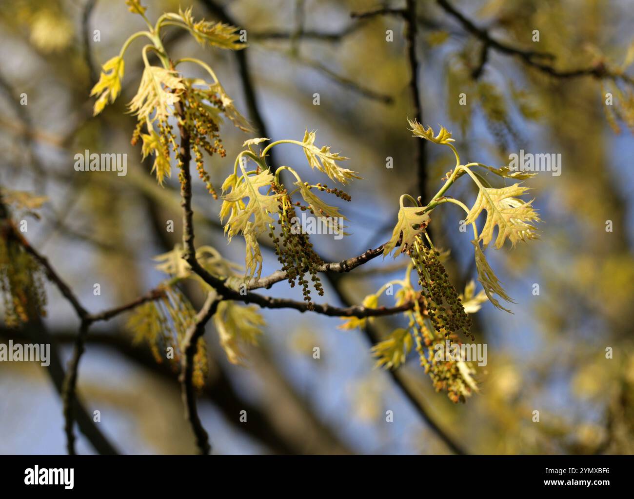 Botany trees fagaceae pin hi-res stock photography and images - Alamy