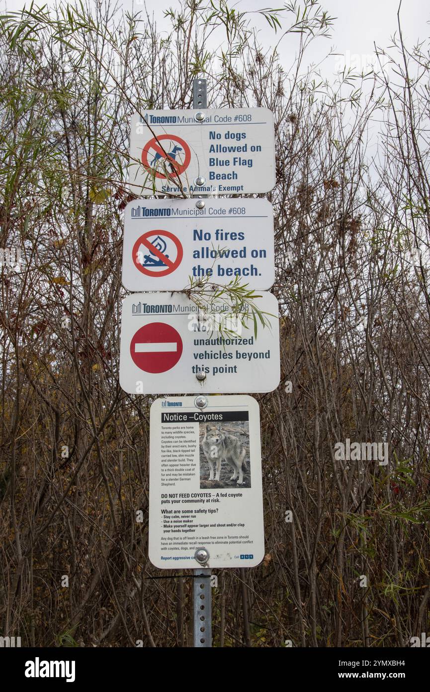 Coyotes in canadian park hi-res stock photography and images - Alamy