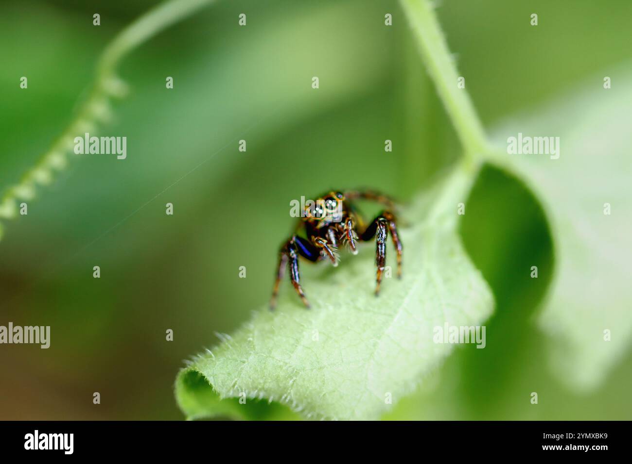 A detailed close-up of a male Ptocasius strupifer jumping spider with ...
