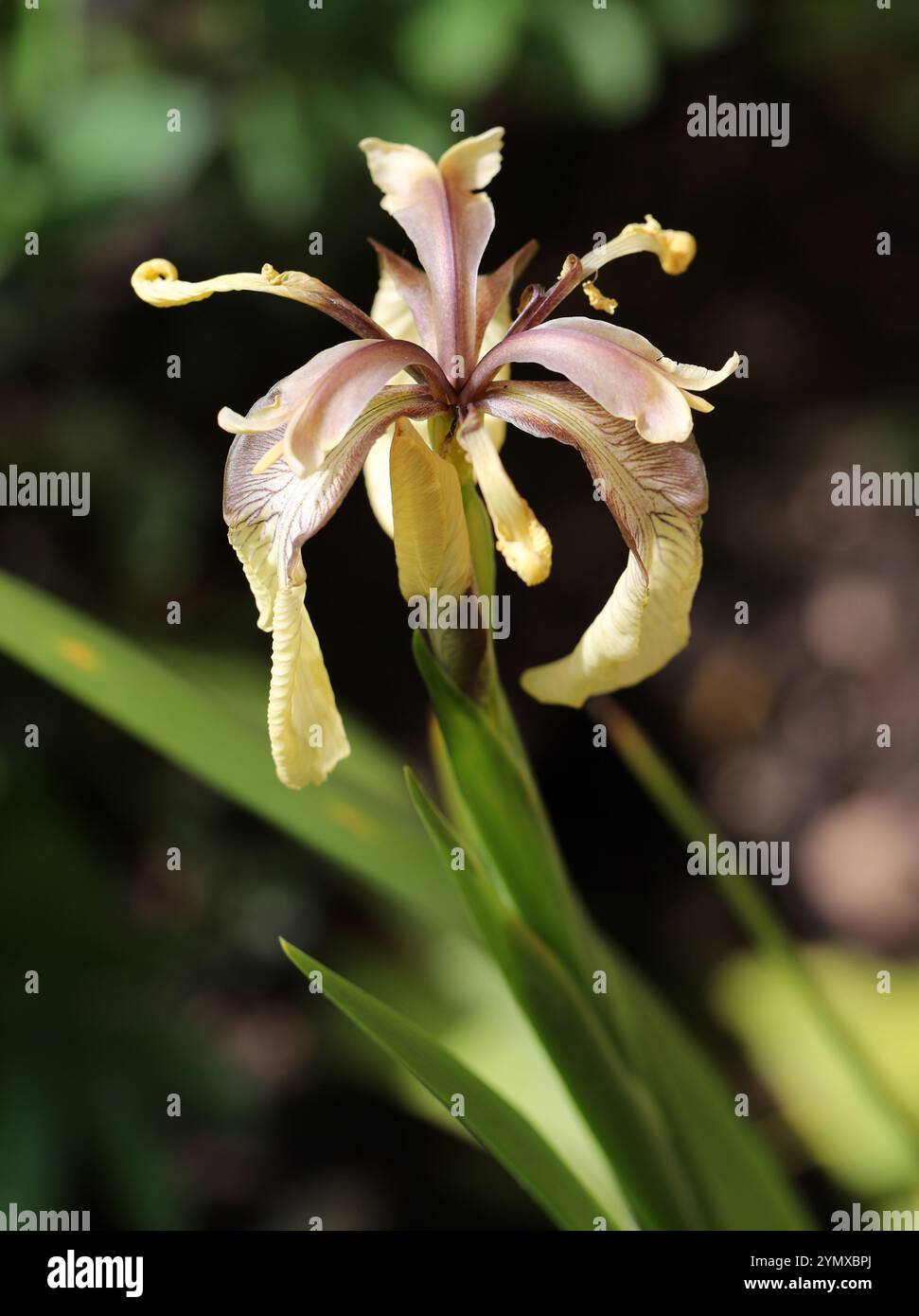 Stinking Iris, Iris foetidissima, Iridaceae. UK Stock Photo - Alamy