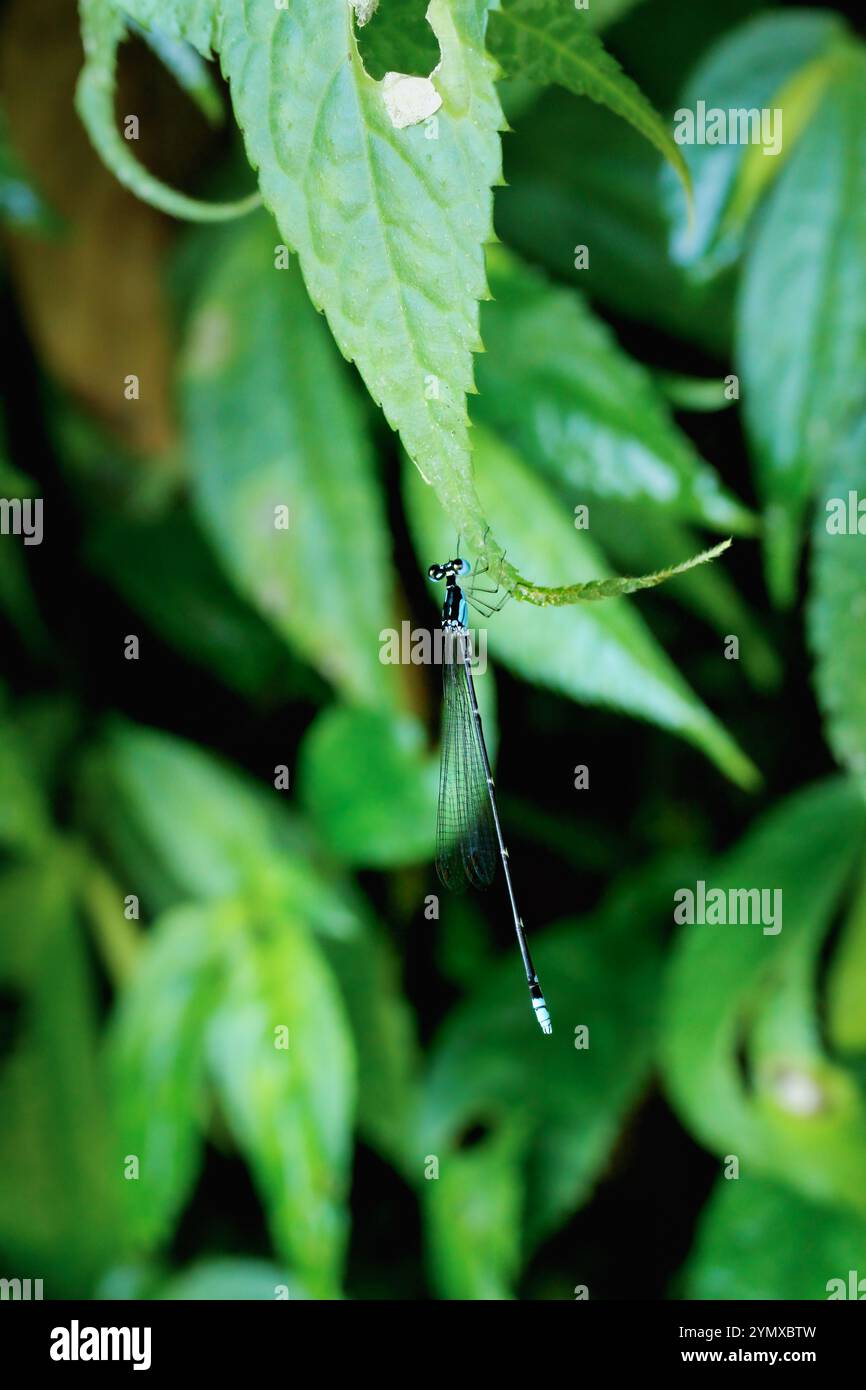 A close-up of a blue and black damselfly(Coeliccia cyanomeoias) perched ...