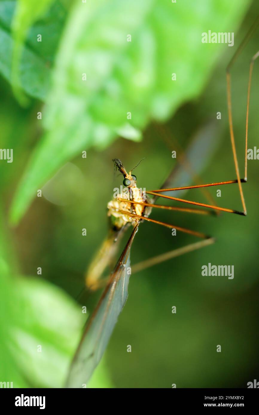 Detailed view of the giant mosquito Holorusia sp., with its intricate ...