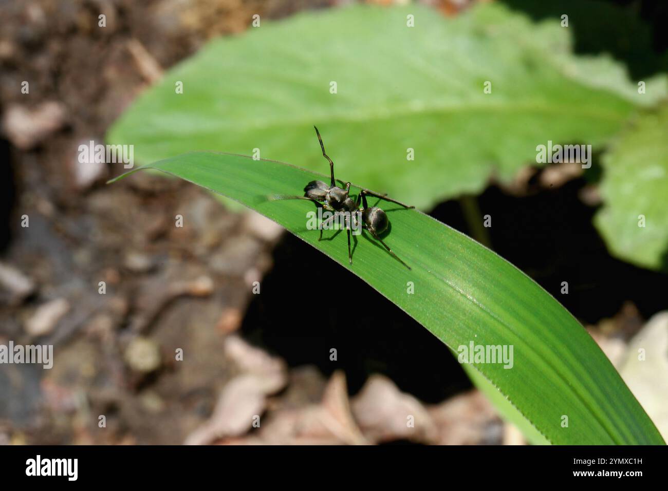 A close-up shot of an ant-mimicking spider (Toxeus magna) on a green ...