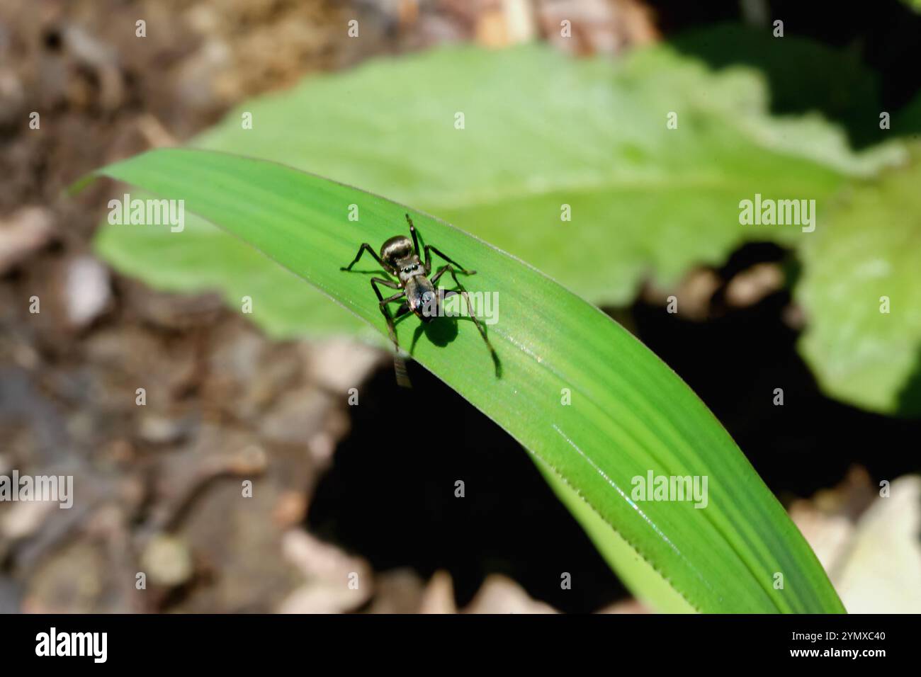 A close-up shot of an ant-mimicking spider (Toxeus magna) on a green ...