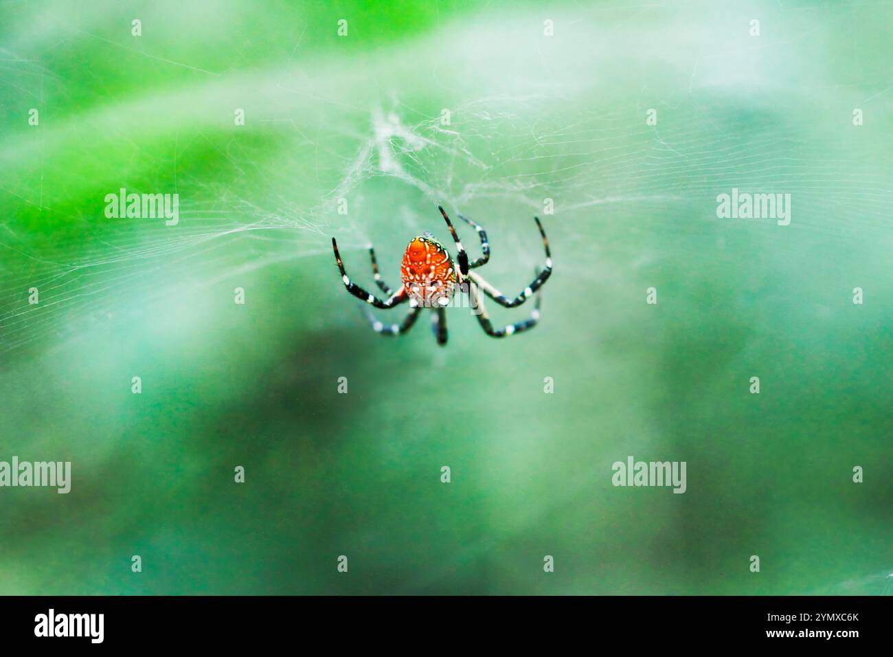 Intricate web of vibrant patterns hi-res stock photography and images ...