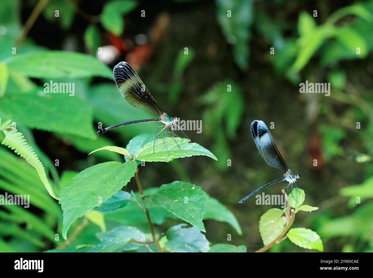 Two damselflies with unique wing patterns perch on the green leaves ...