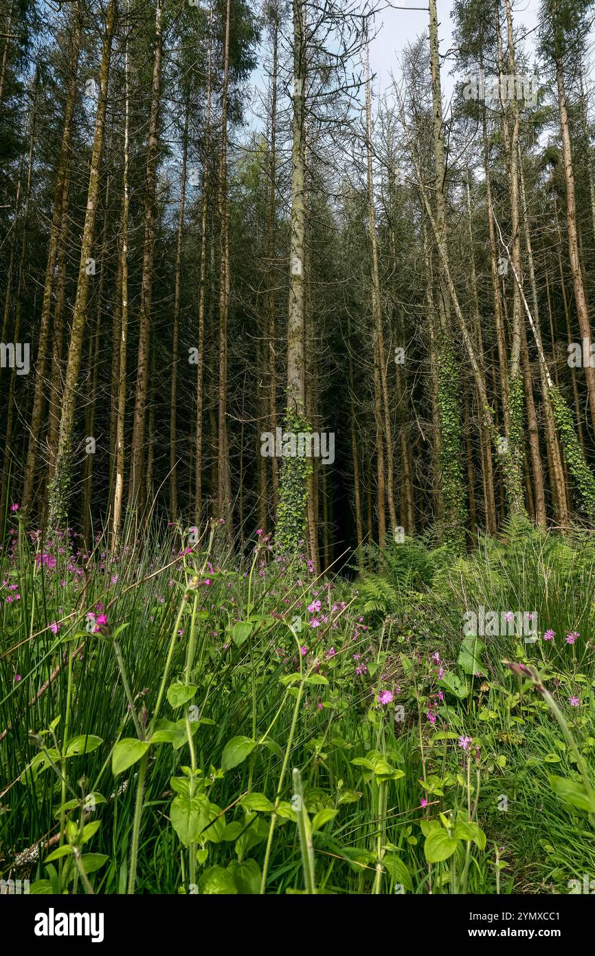 Wildflowers grow at the base of a dense stand of tall, straight pine ...
