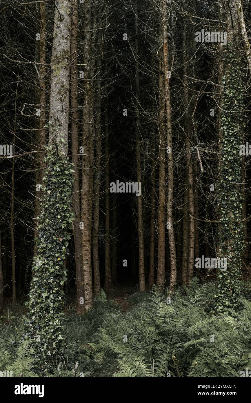 Image depicts a section of a coniferous forest. Trees are closely ...