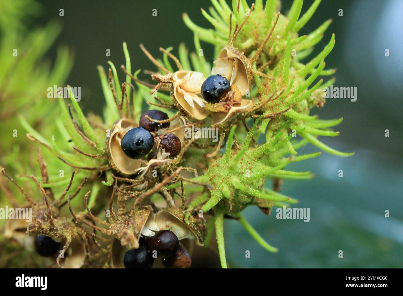 Close-up of black spherical seeds and green spiky flowers of Japanese ...