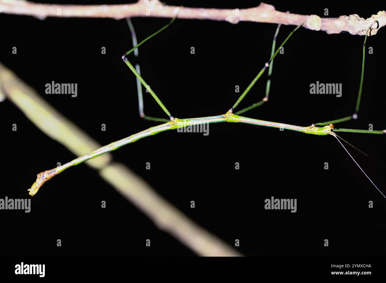 A green stick insect(Phraortes elongatus) clings to a branch. The ...
