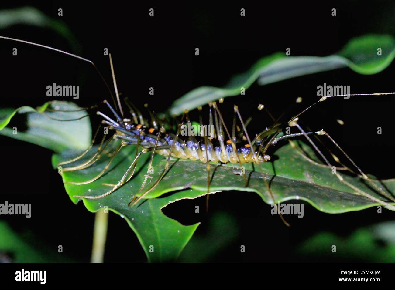 Fastest insect hi-res stock photography and images - Alamy