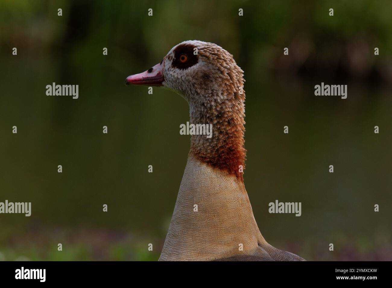 Portrait of a canadian goose hi-res stock photography and images - Alamy