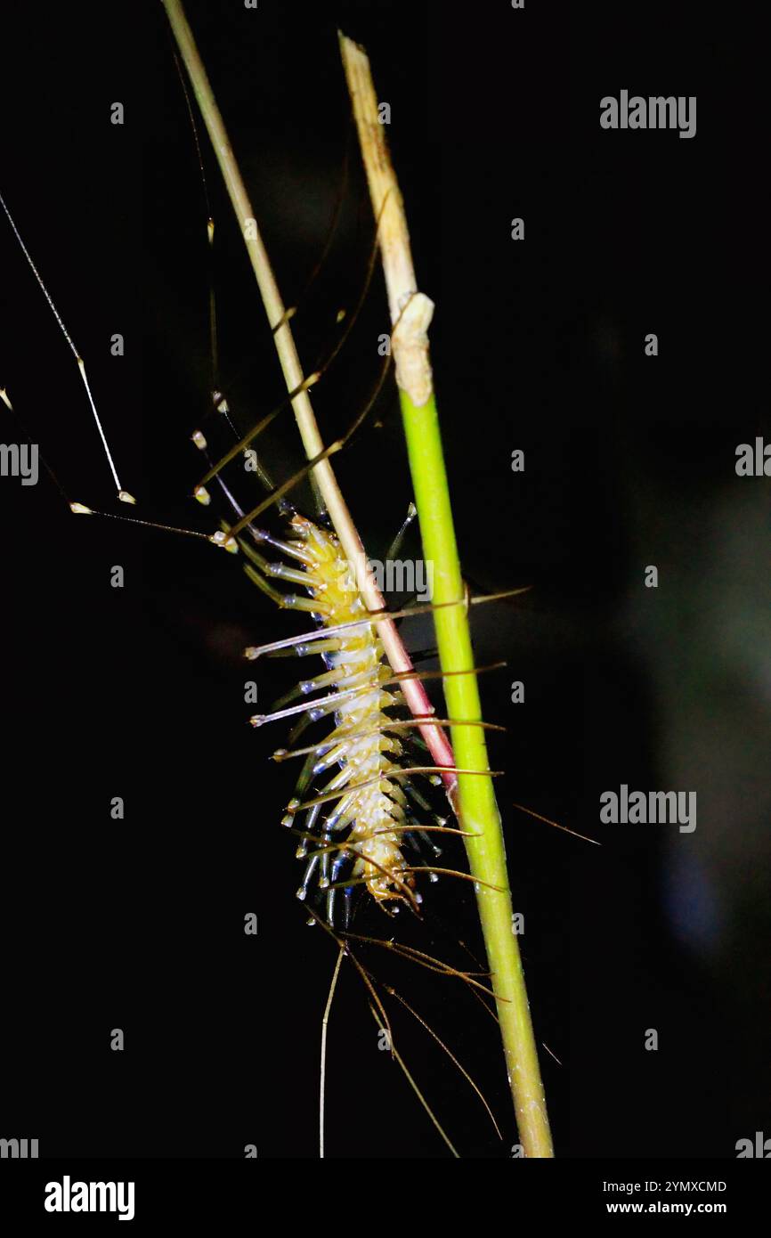 Long legged centipede on hi-res stock photography and images - Alamy