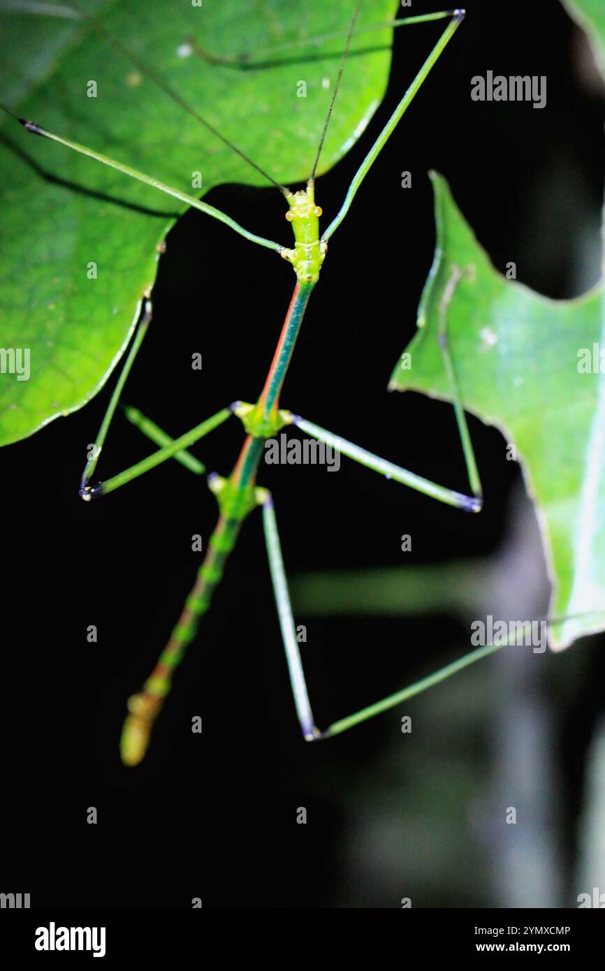 A green stick insect(Phraortes elongatus) clings to a branch. The ...