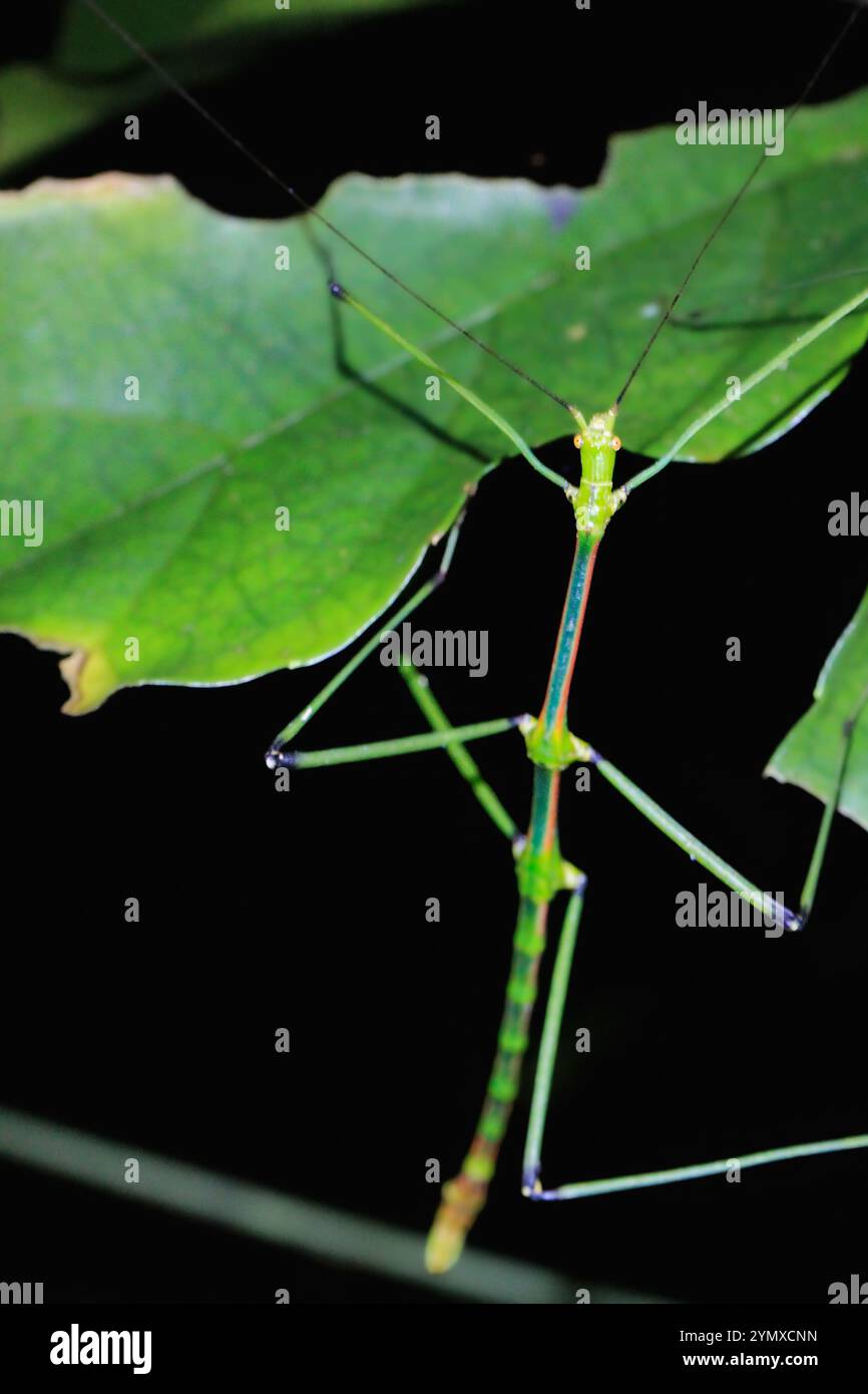 A green stick insect(Phraortes elongatus) clings to a branch. The ...