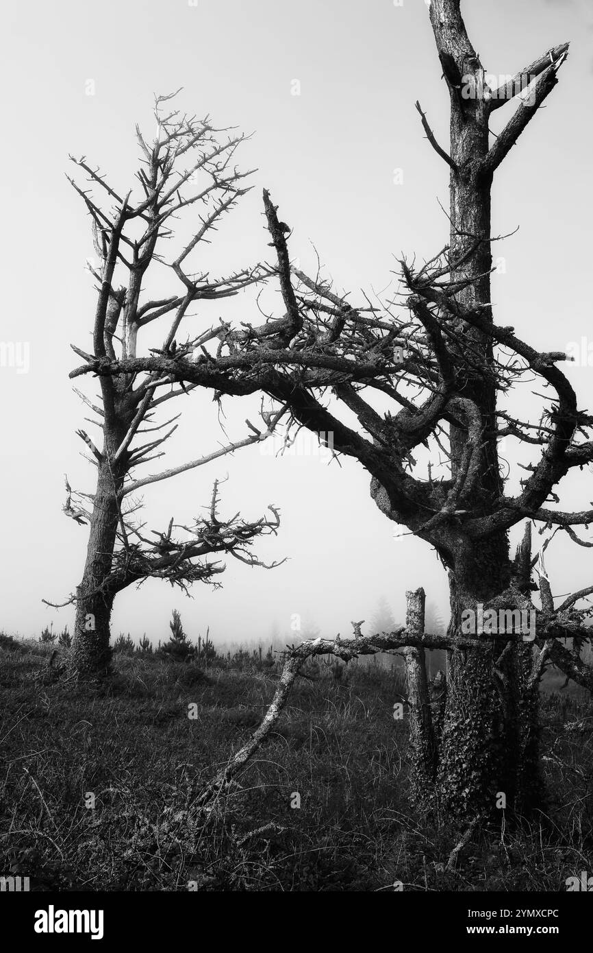 Trees with gnarled branches emerge from dense fog in a quiet forest ...