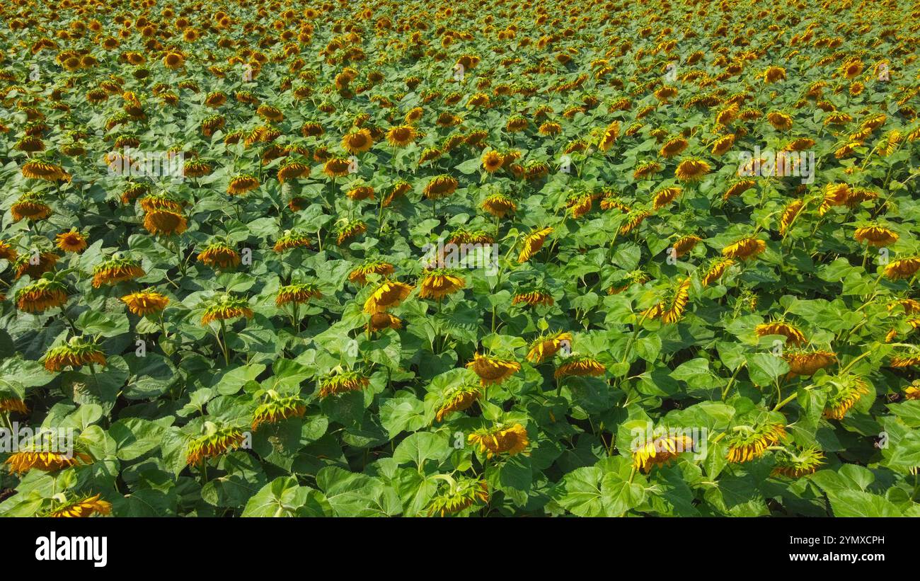 Sunflower field, top view. Sunflower plants bloom in a farmer's field ...