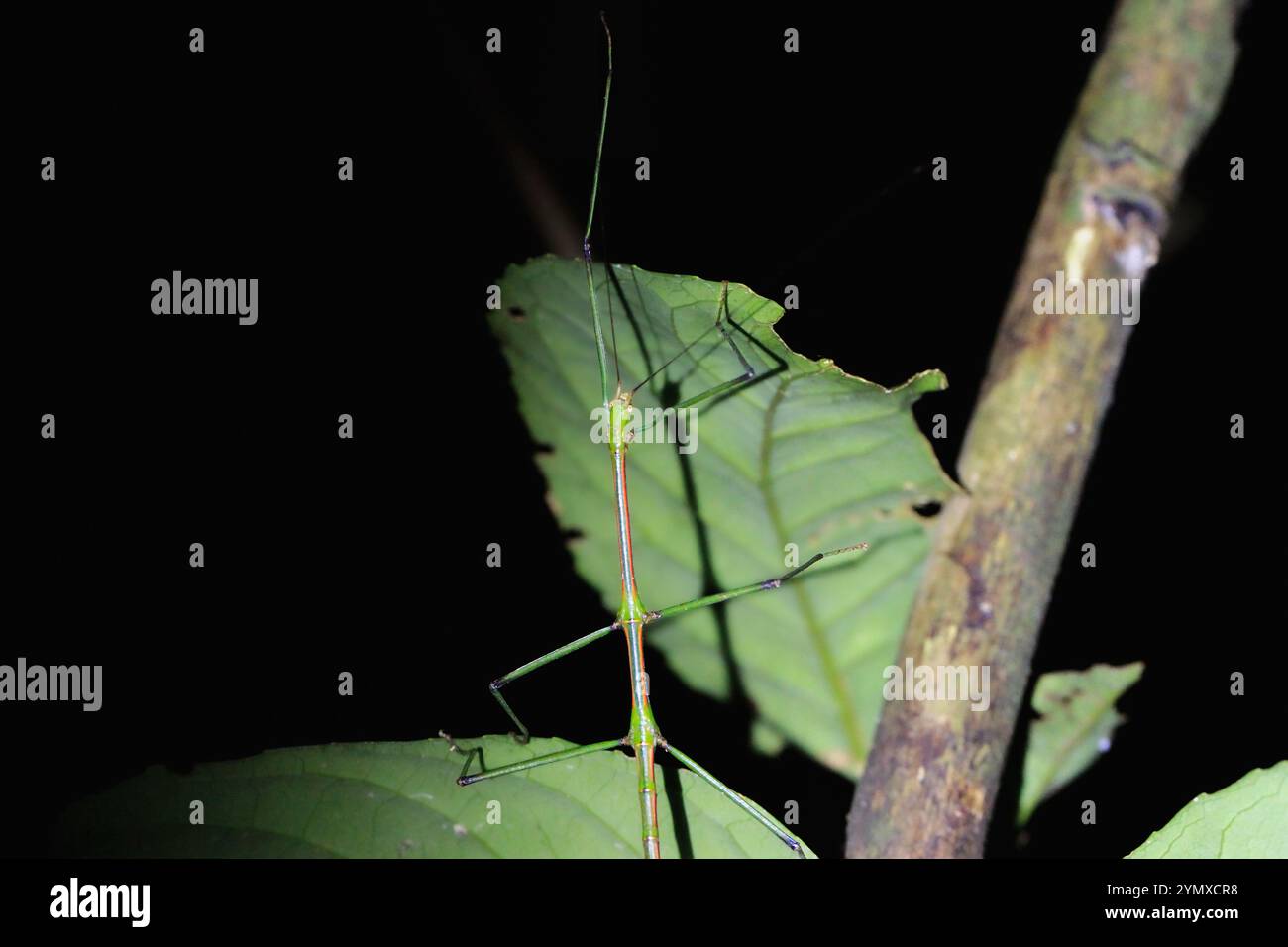 A green stick insect(Phraortes elongatus) clings to a branch. The ...