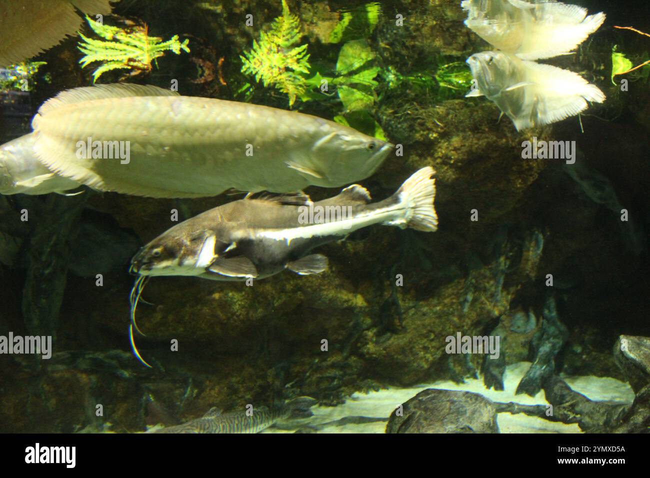 Underwater algae in river slow hi-res stock photography and images - Alamy