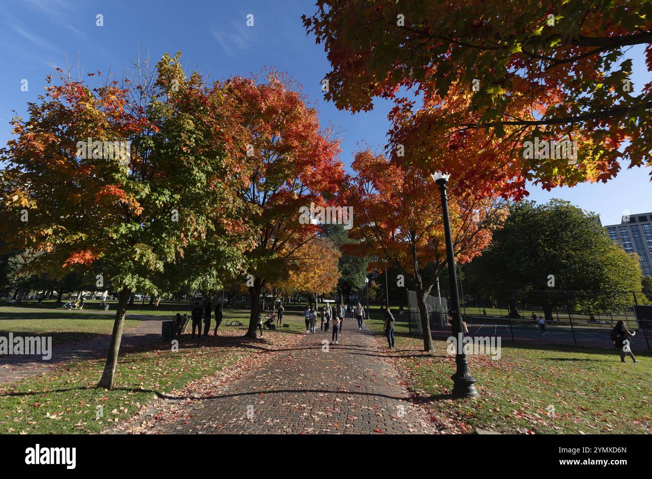 Boston Common, Public Garden, city park in the Autumn, fall foliage ...