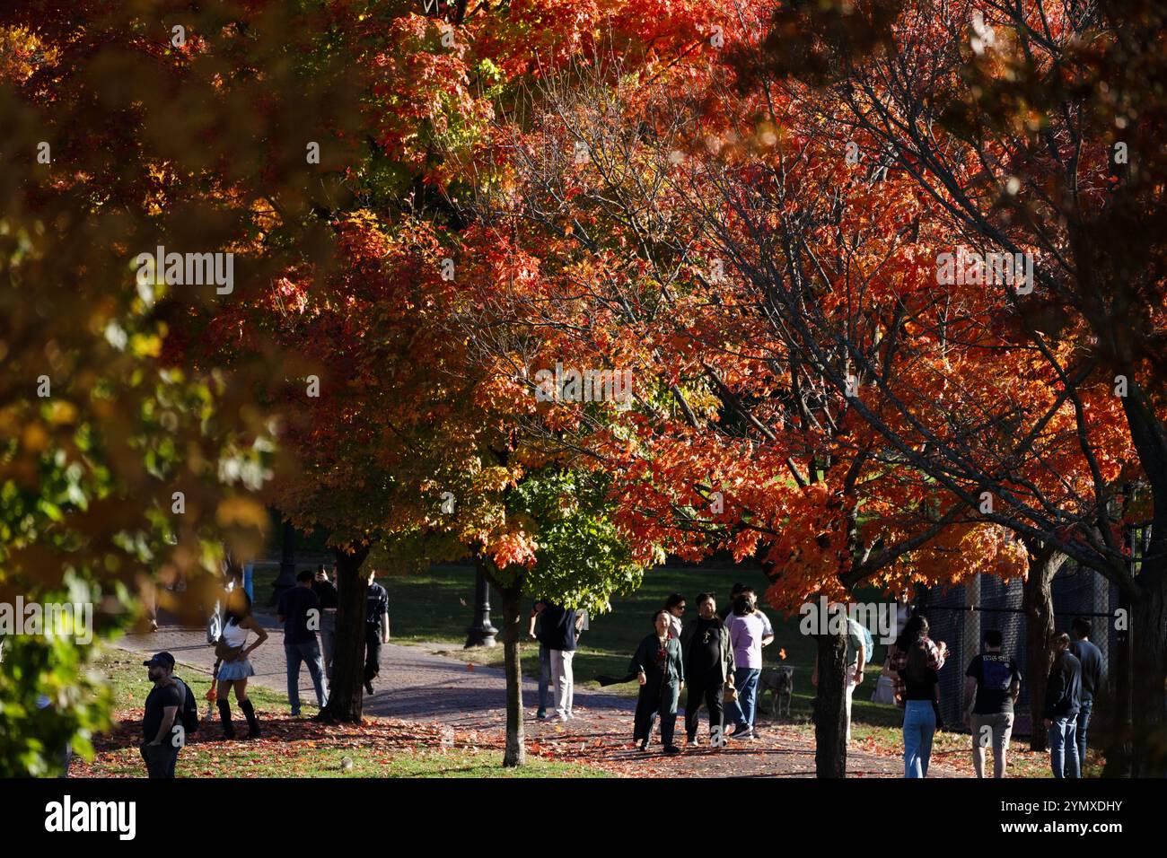 Boston Common, Public Garden, city park in the Autumn, fall foliage ...
