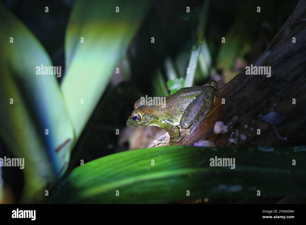 A Brown Tree Frog(Buergeria robusta) with smooth brown skin and a white ...