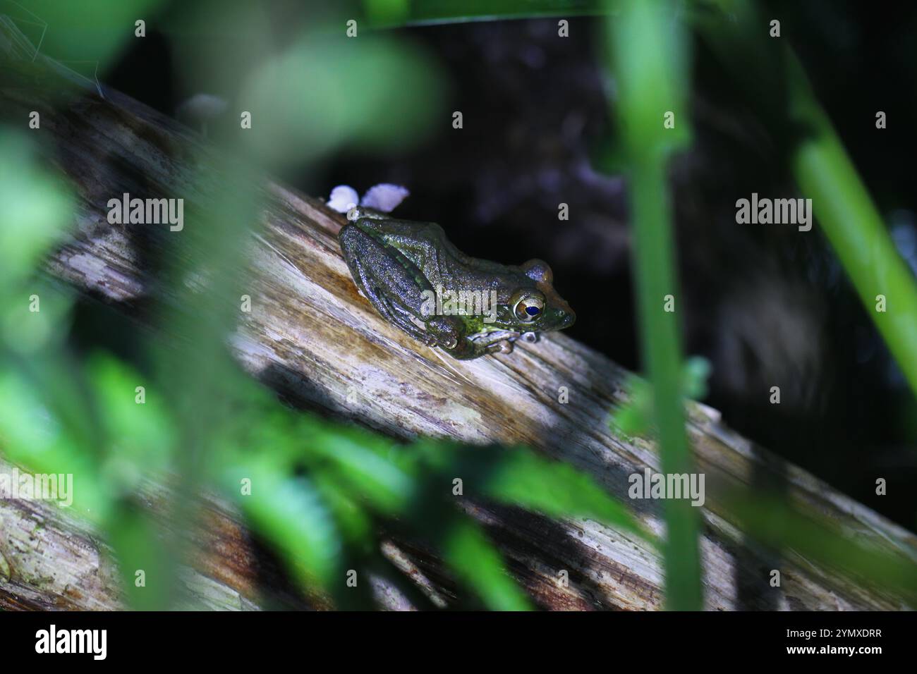 A Brown Tree Frog(Buergeria robusta) with smooth brown skin and a white ...