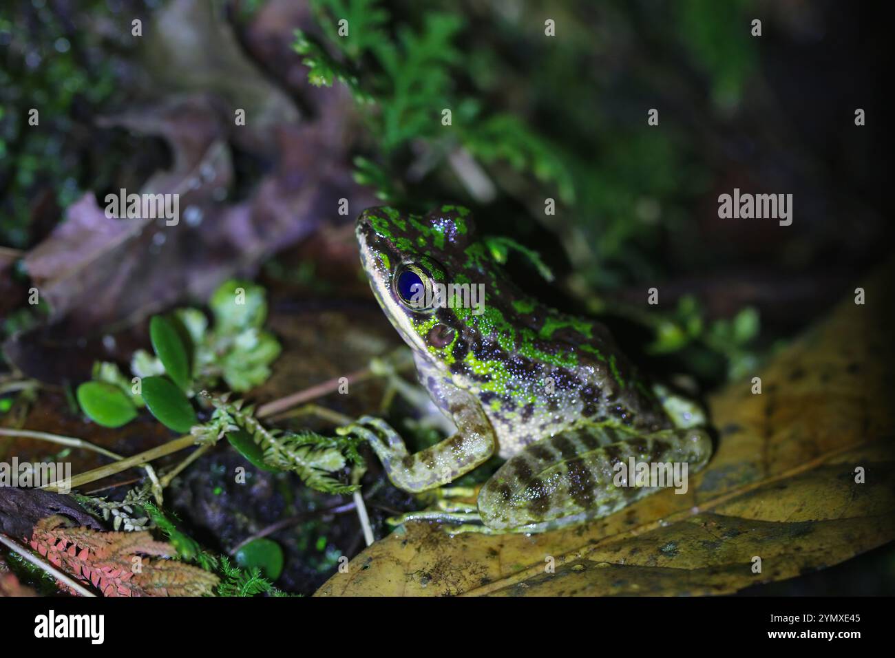 Light green frog amphibian hi-res stock photography and images - Alamy