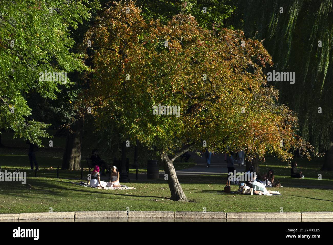 Boston Common, Public Garden, city park in the Autumn, fall foliage ...