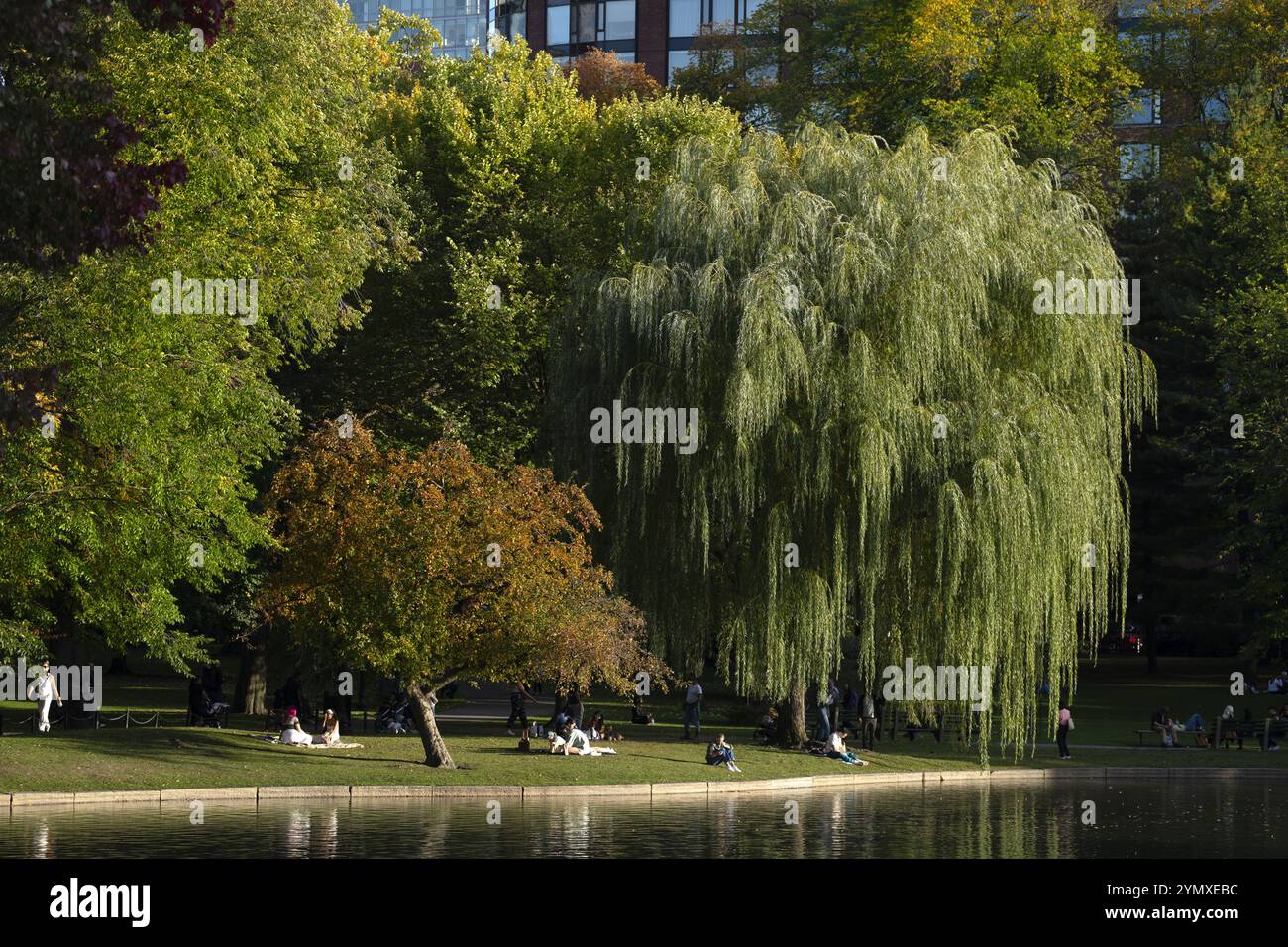 Boston Common, Public Garden, city park in the Autumn, fall foliage ...