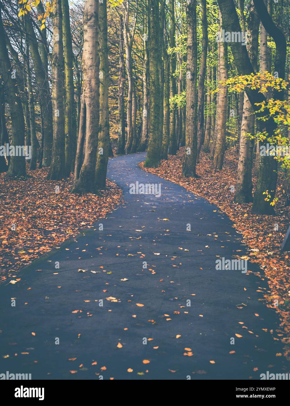 A Paved Footpath Through A City Park Forest Stock Photo - Alamy