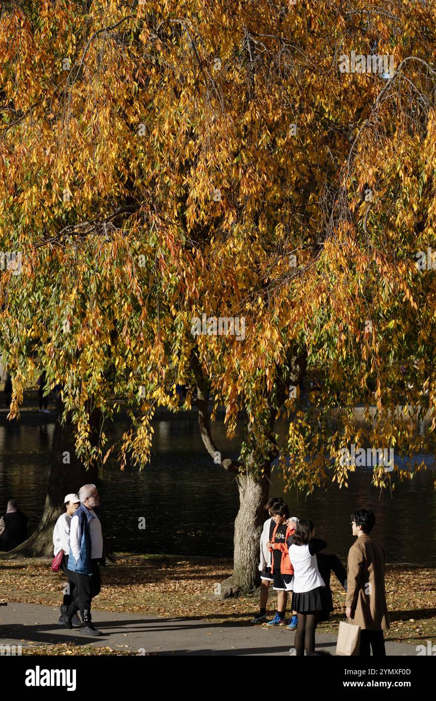 Boston Common, Public Garden, city park in the Autumn, fall foliage ...