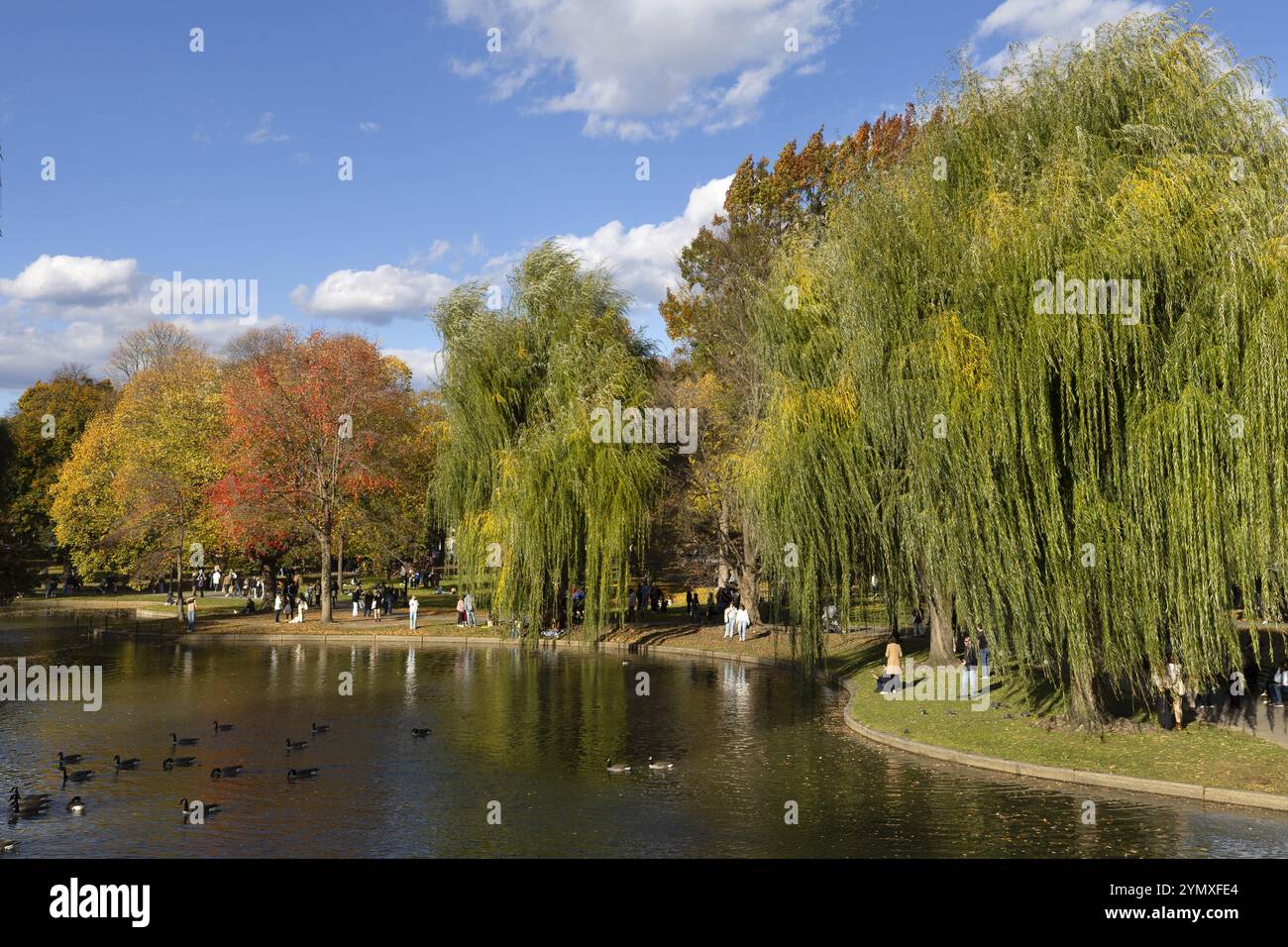 Boston Common, Public Garden, city park in the Autumn, fall foliage ...