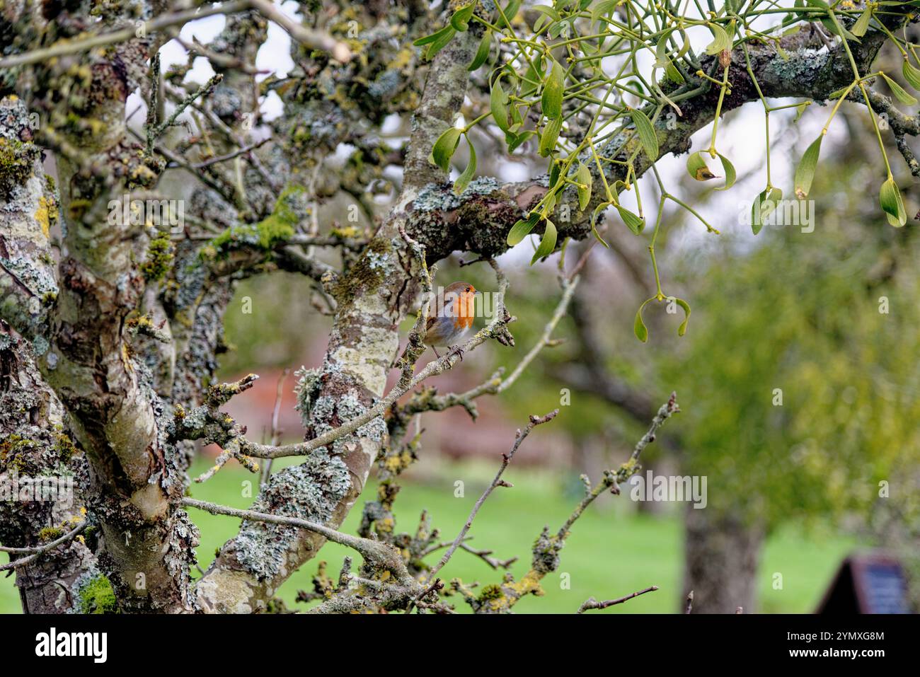 English medieval family tree hi-res stock photography and images - Alamy