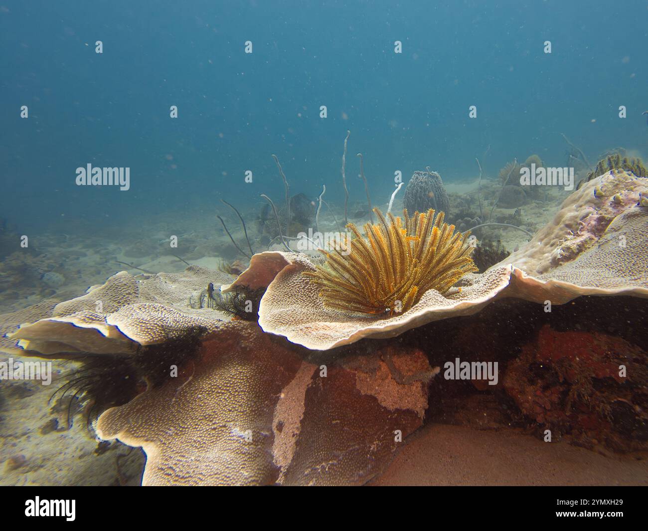 Cabbage coral, Trachyphyllia geoffroyi, and a bushy feather star ...