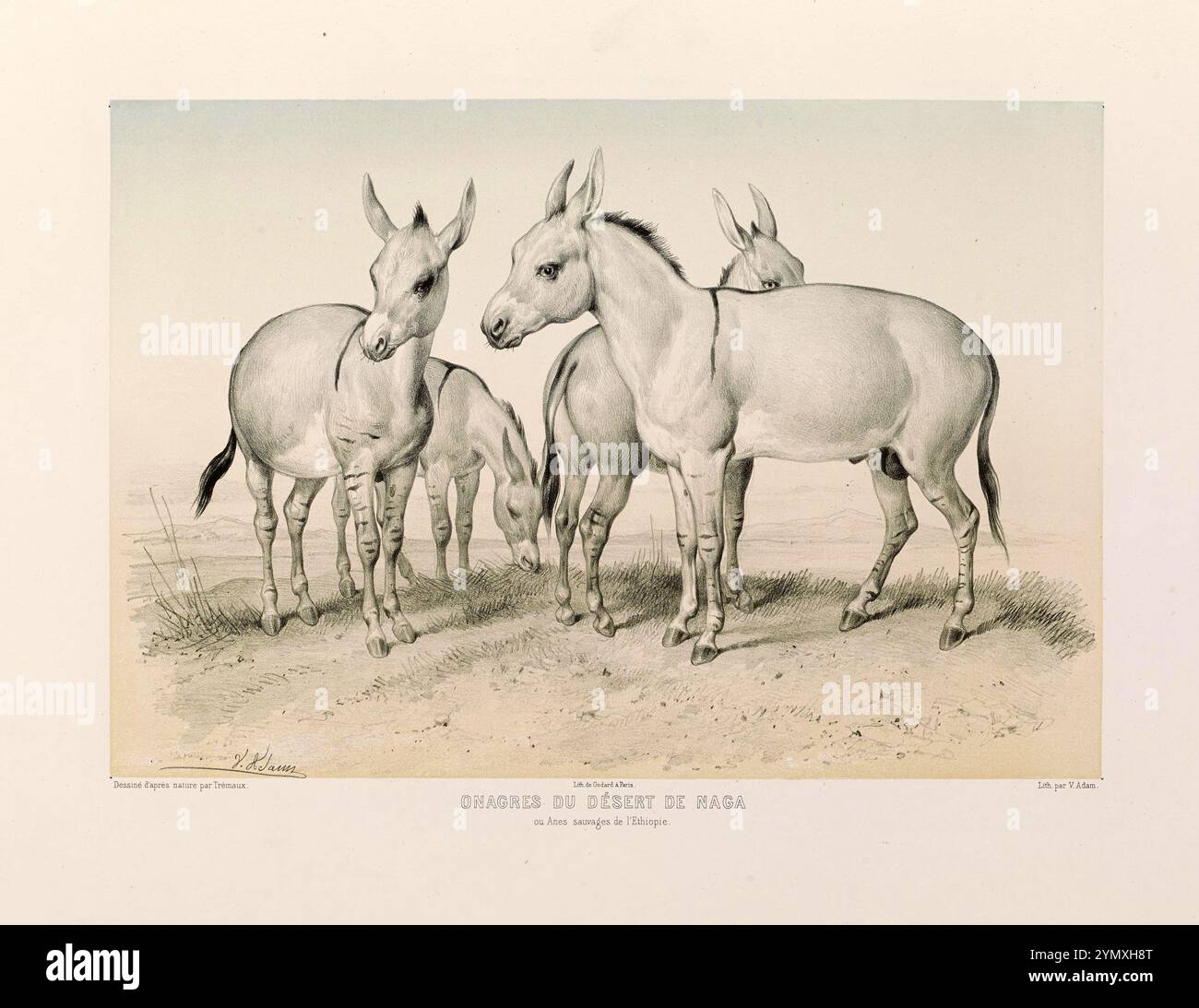 African wild donkey (Equus africanus), Naga Desert, Ethiopia. Vintage ...