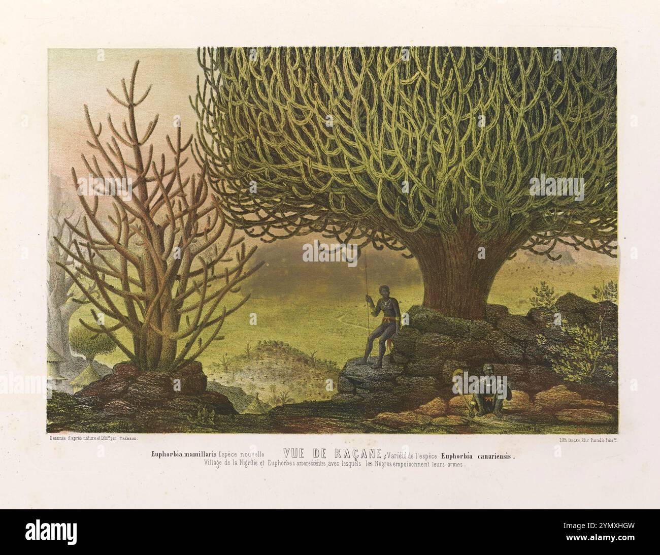 Euphorbia tree from Northern Africa, near Kaçane. Vintage art ...