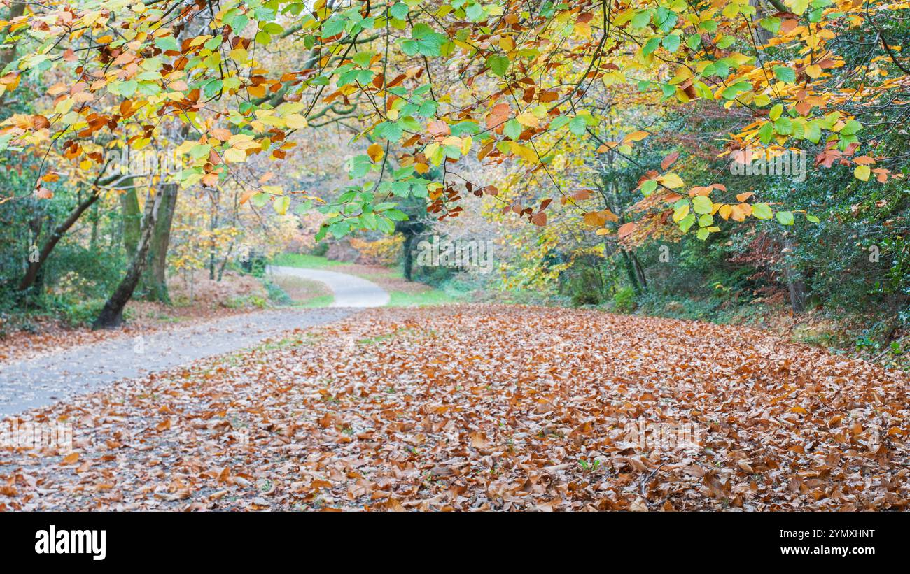 Autumn colours on Southampton Common Stock Photo - Alamy