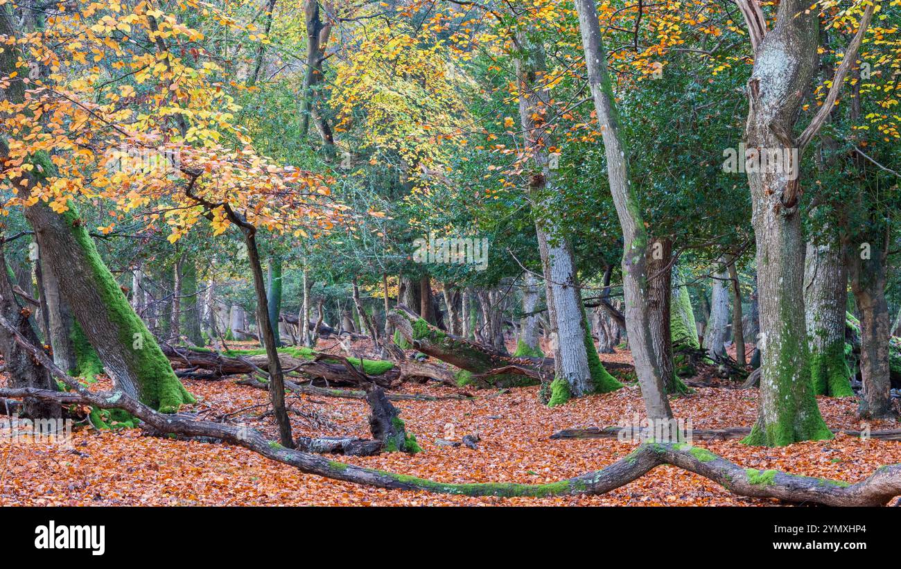 Autumn in the New Forest Stock Photo - Alamy