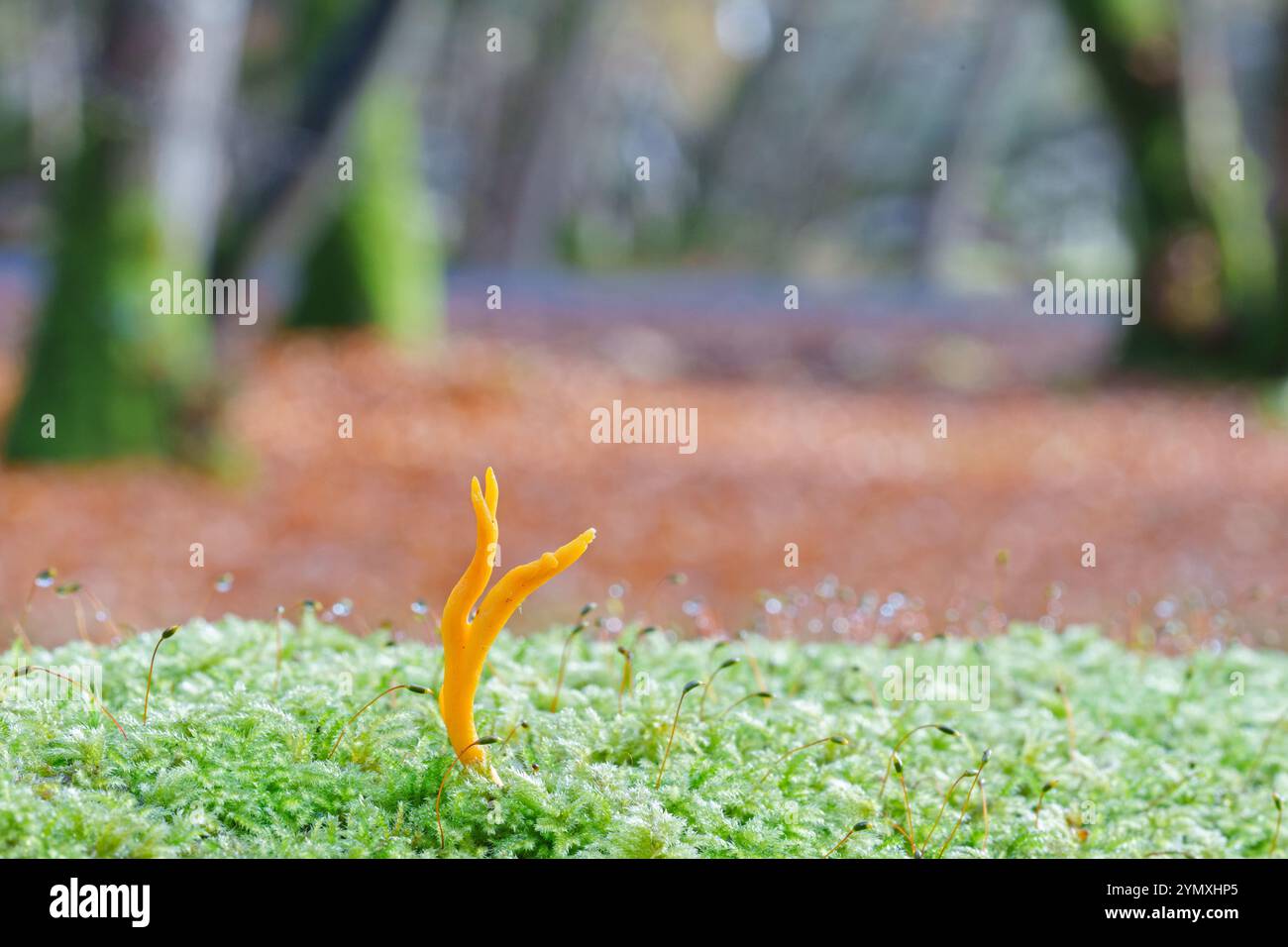 Yellow finger coral fungi (Clavulinopsis fusiformis) in the New Forest ...