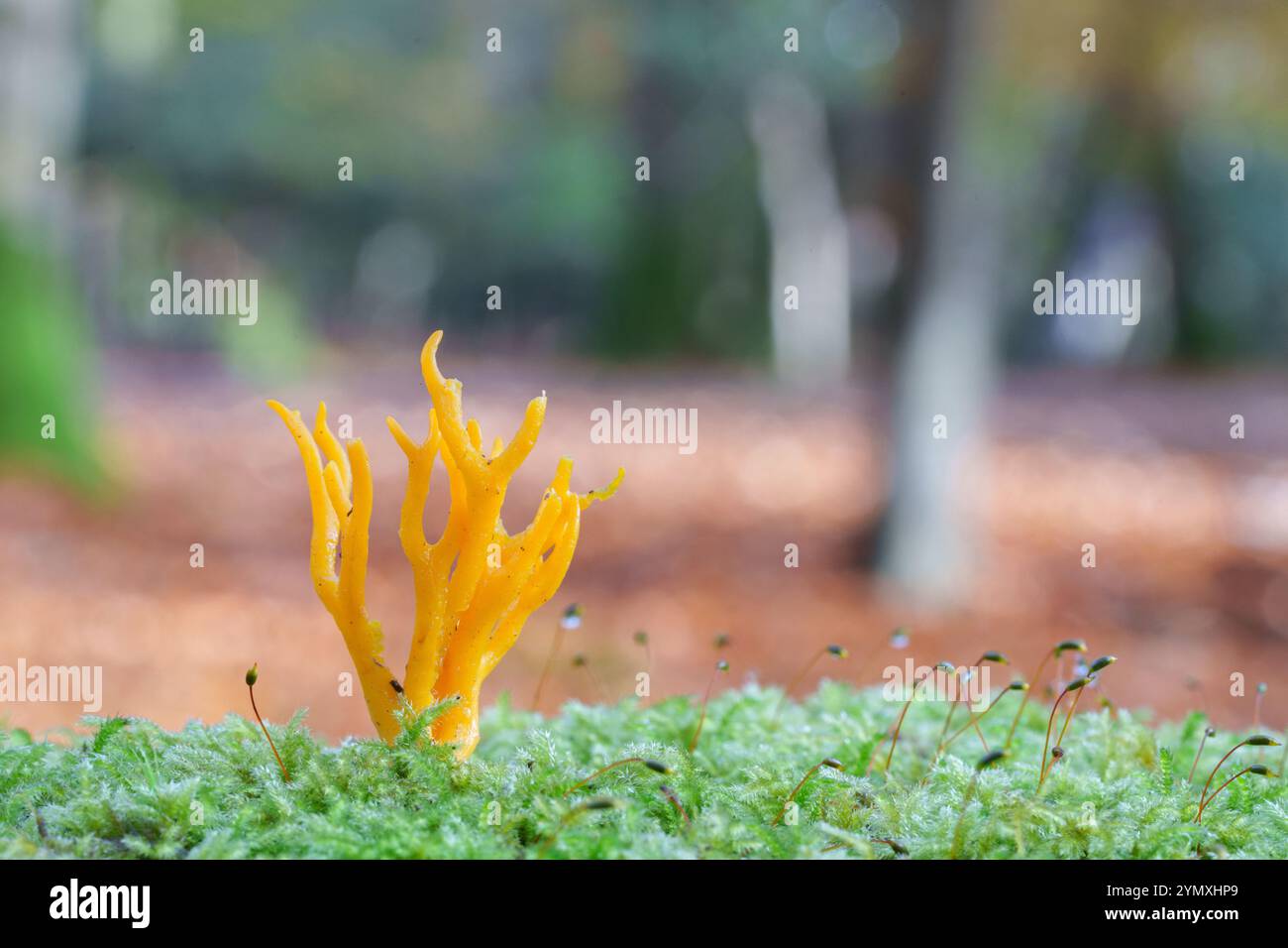 Yellow finger coral fungi (Clavulinopsis fusiformis) in the New Forest ...