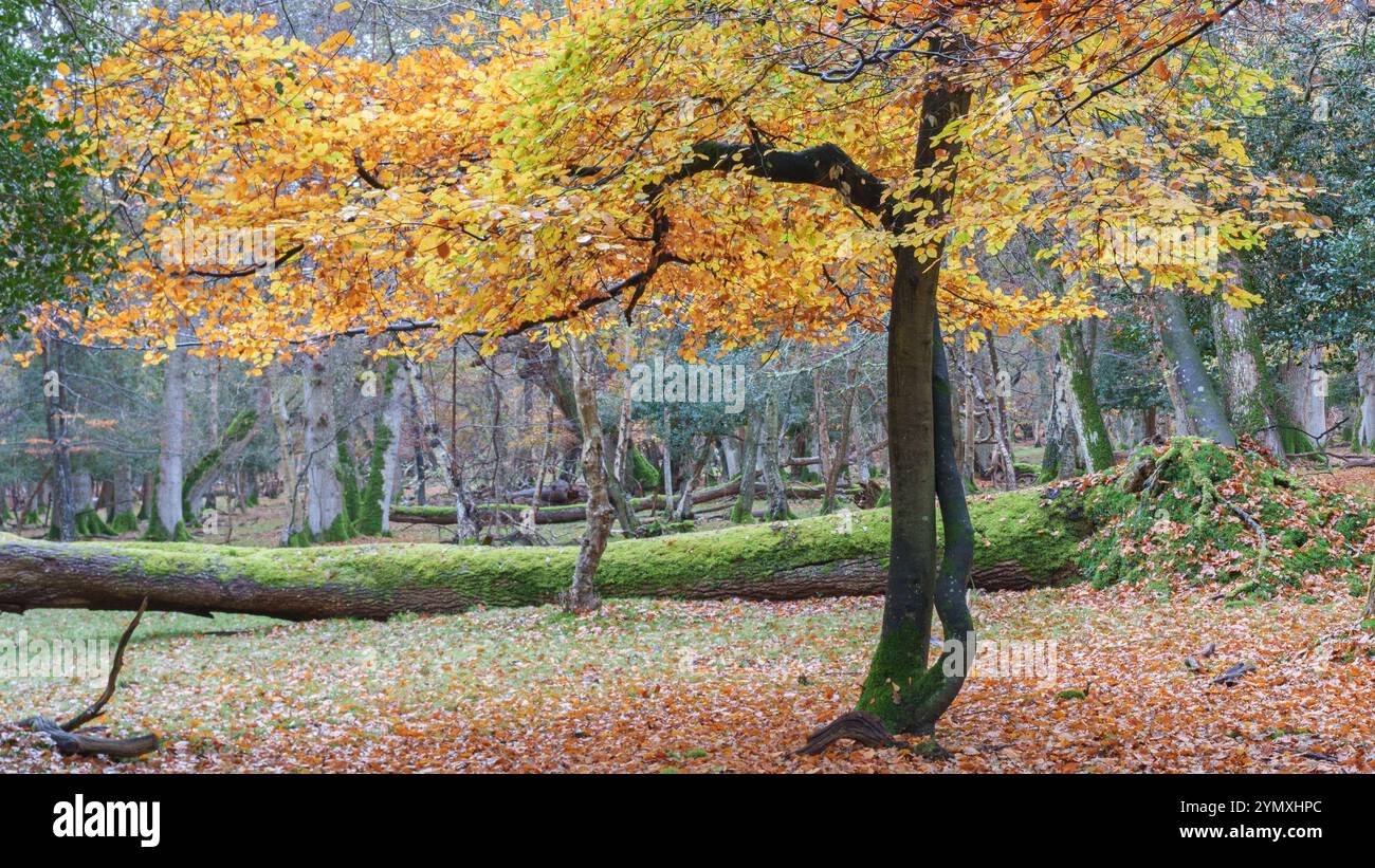Autumn in the New Forest Stock Photo - Alamy