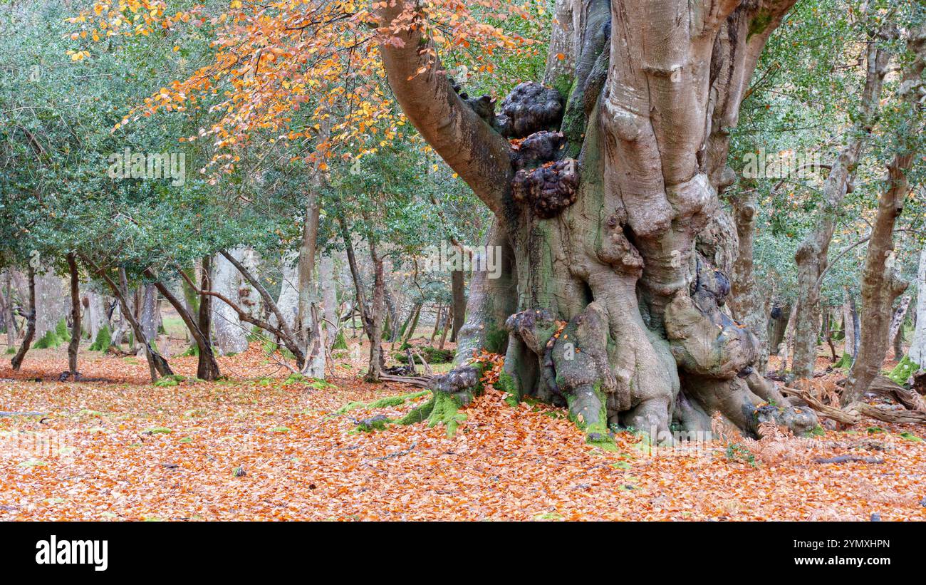 Ancient hoe beech tree near Ashurst in the New Forest Stock Photo - Alamy