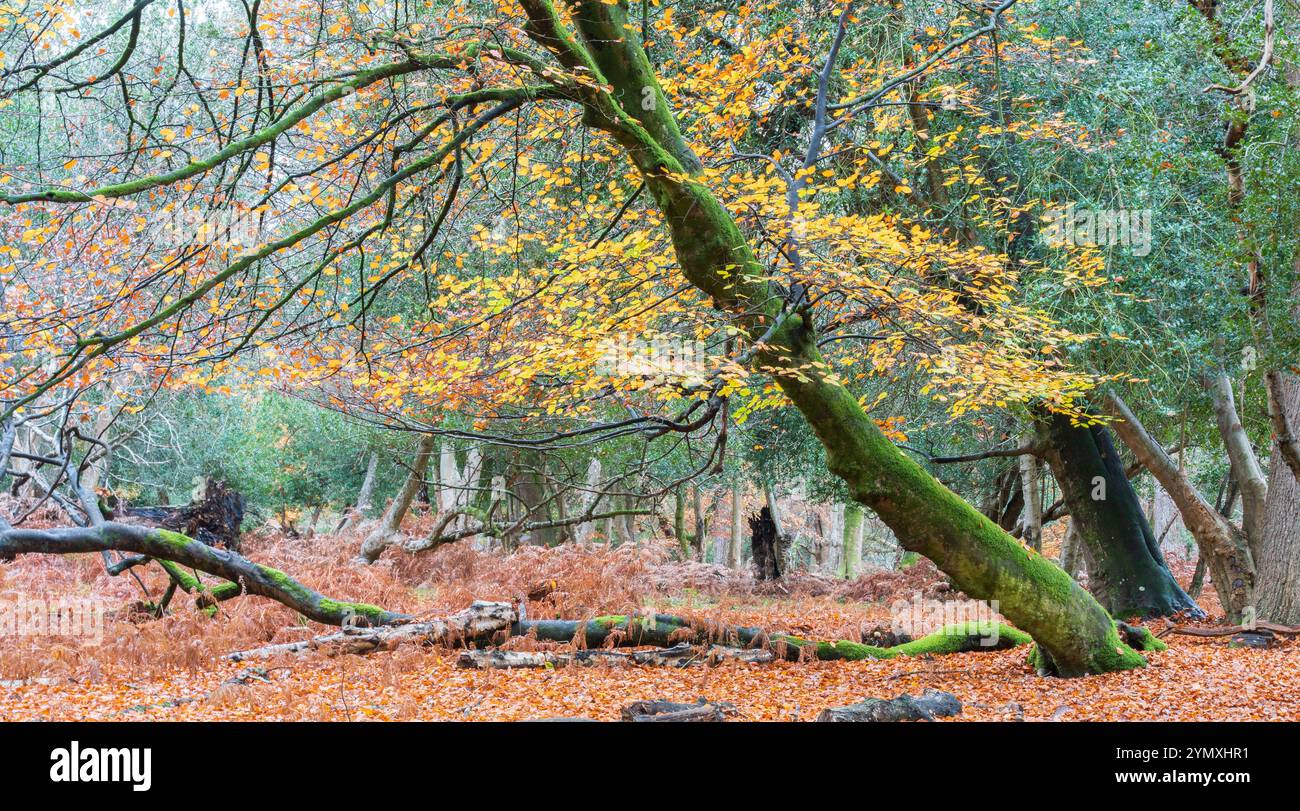 Autumn in the New Forest Stock Photo - Alamy