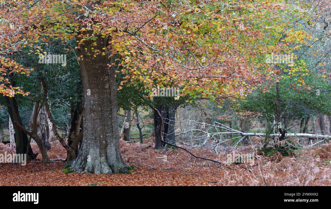 Autumn in the New Forest Stock Photo - Alamy
