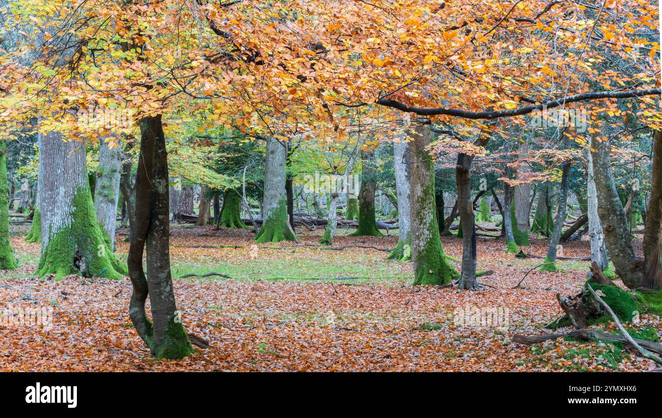 Autumn in the New Forest Stock Photo - Alamy