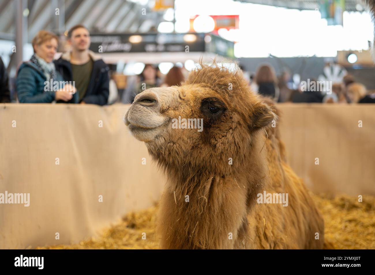 Stuttgart, Germany. 23rd Nov, 2024. A camel sits in an enclosure at the ...