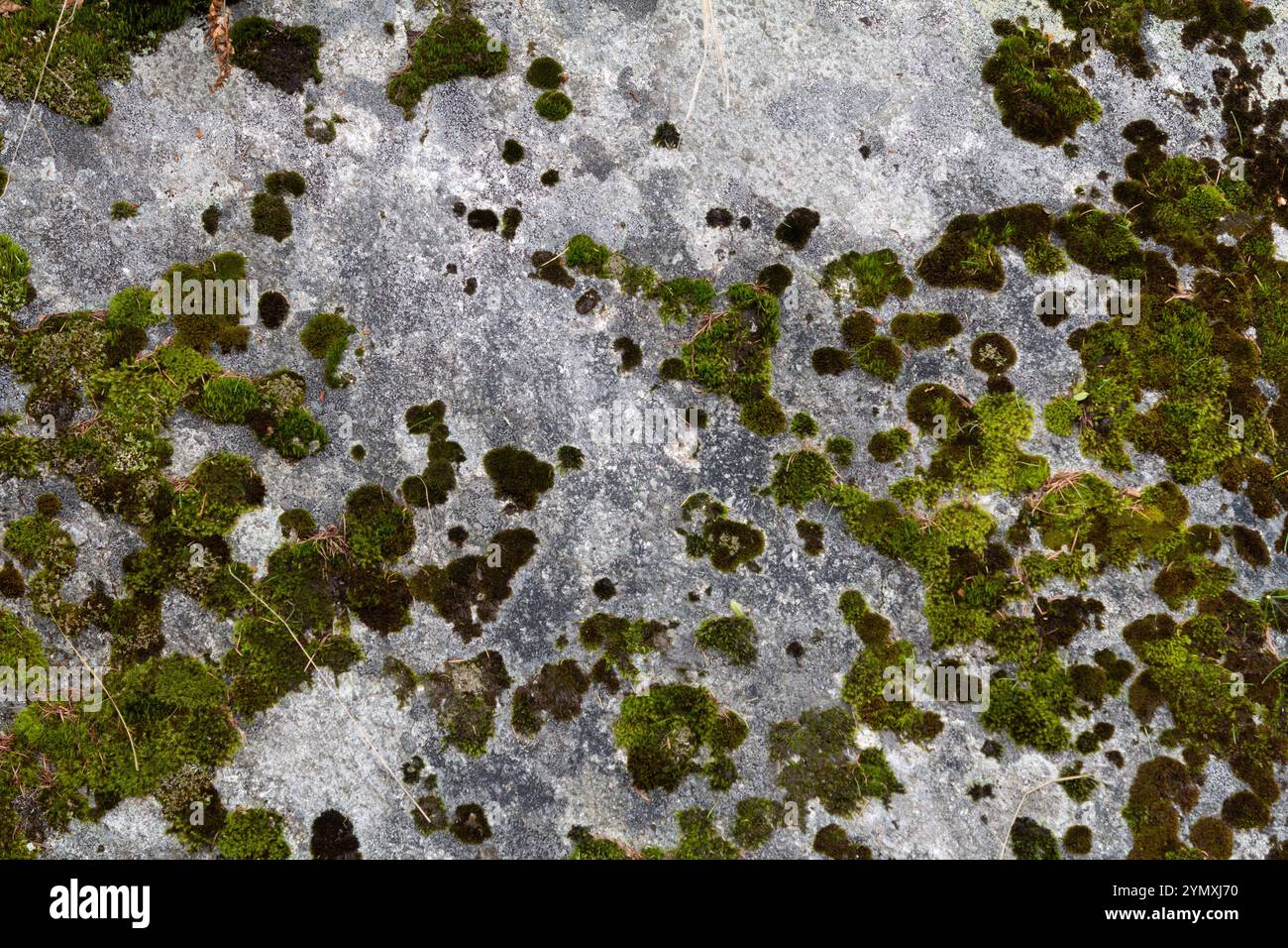 Intricate green patterns hi-res stock photography and images - Alamy