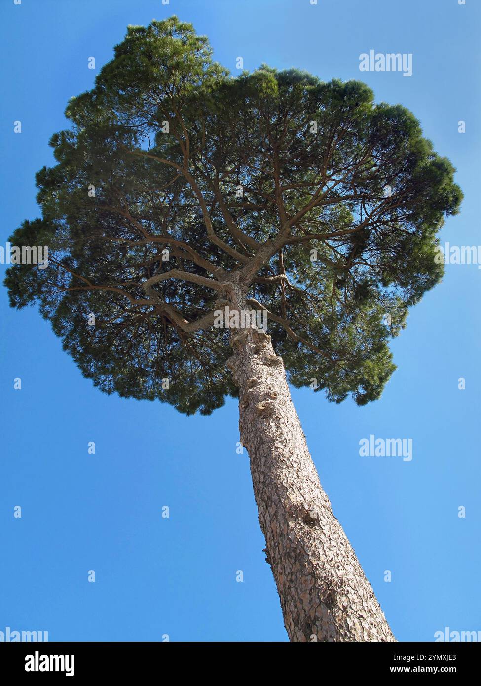 Stone pine (pinus pinea) tree, vertical image with blue sky Stock Photo ...