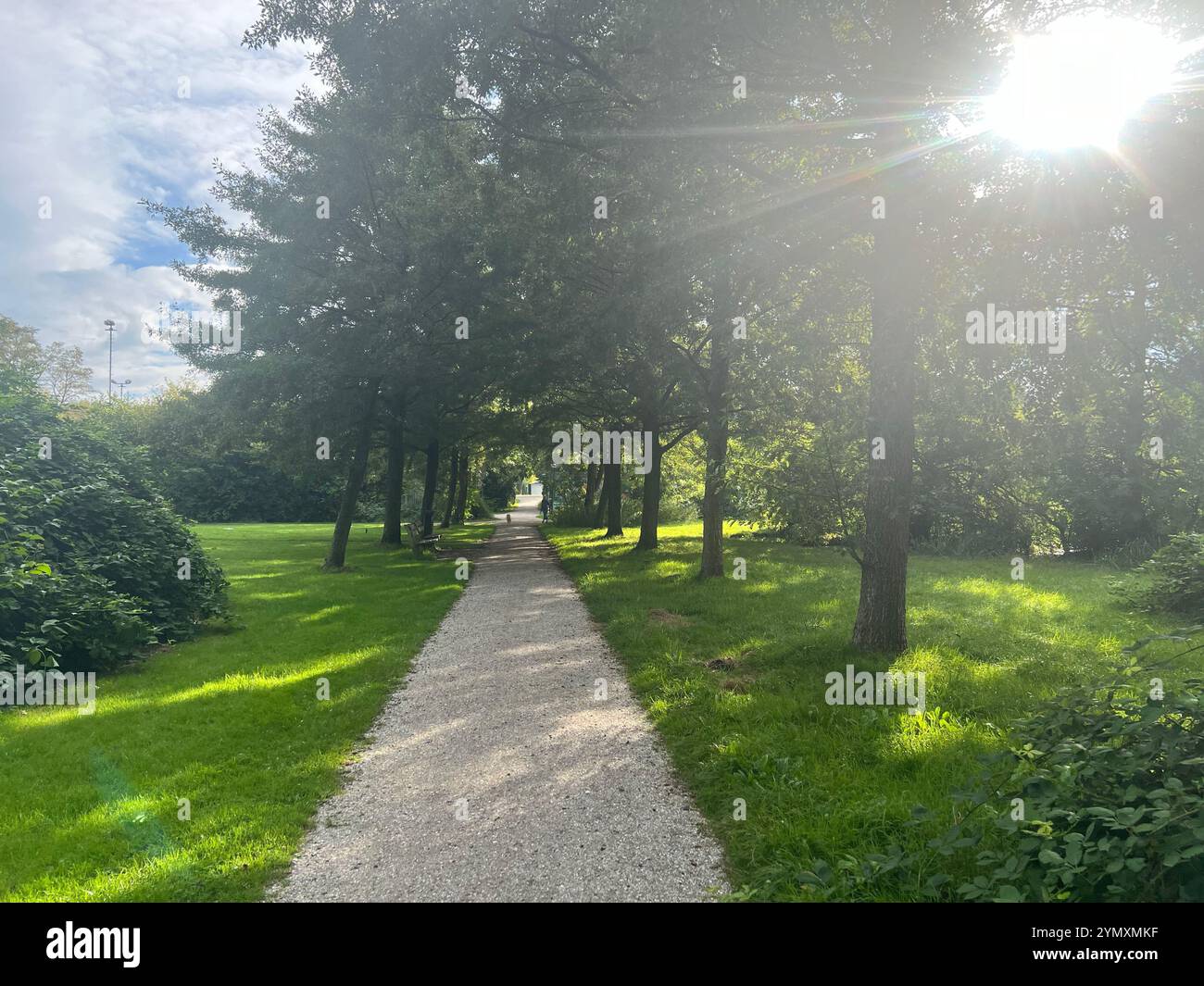 View of pathway through park with green trees alongside Stock Photo - Alamy